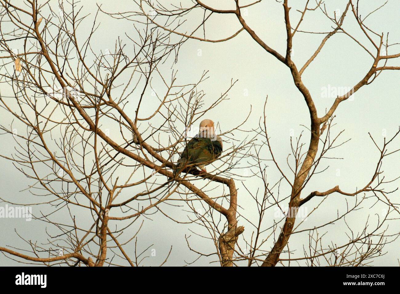 A green imperial pigeon (Ducula aenea) is perching on a deciduous tree ...