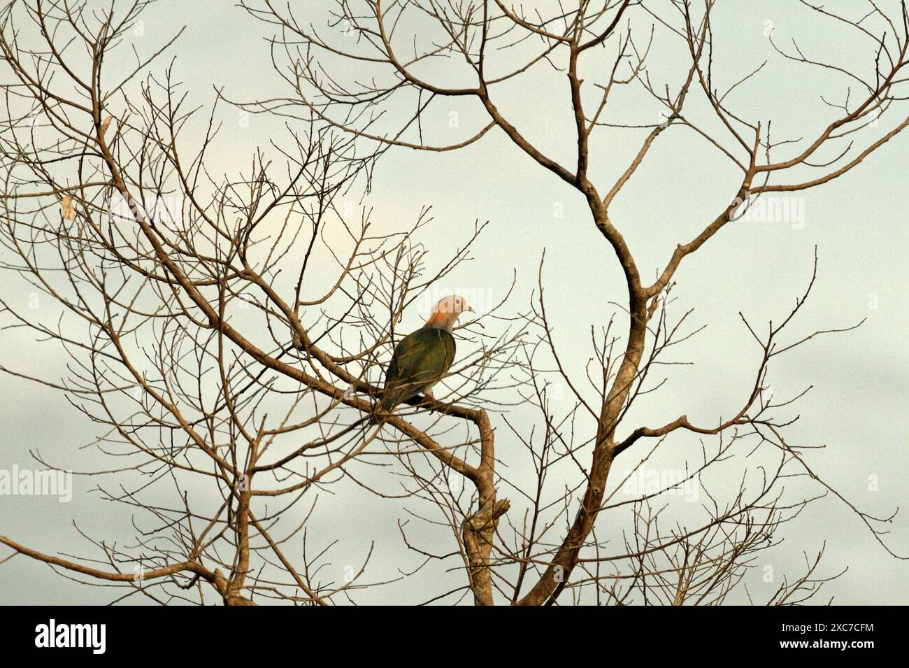 A green imperial pigeon (Ducula aenea) is perching on a deciduous tree ...