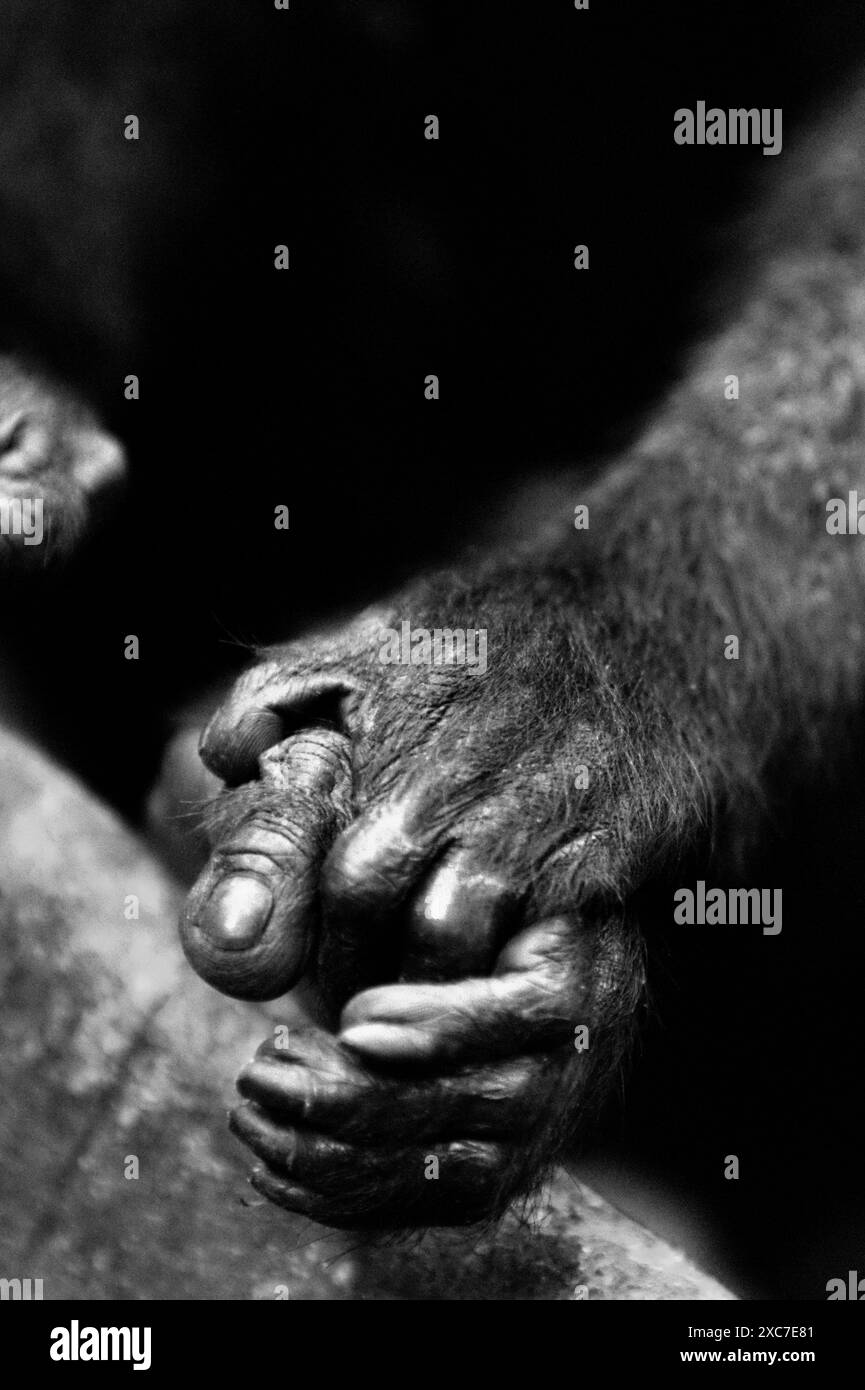 Primate hands clasping hi-res stock photography and images - Alamy