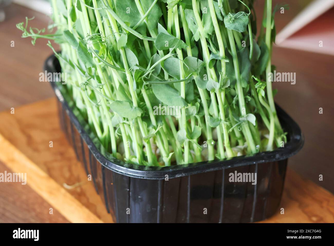 Sprouted pea shoots. Healthy eating. Vitamins at home Stock Photo - Alamy
