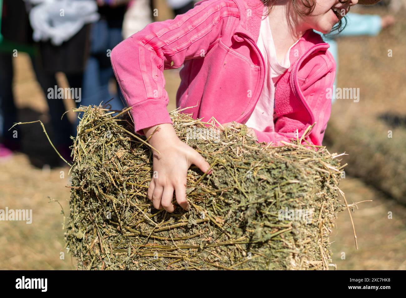 Child carrying hay to feed farm animals Stock Photo - Alamy