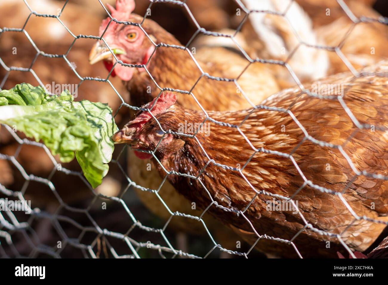 A child feeding food to chickens on a farm behind a wire fence Stock ...