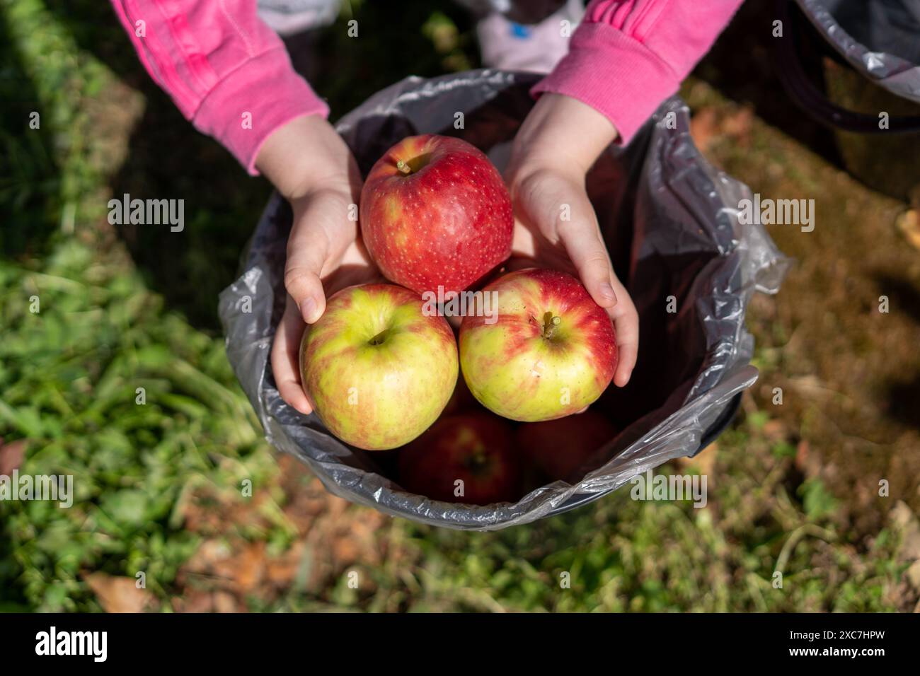 Apple orchard bucket apples hi-res stock photography and images - Alamy