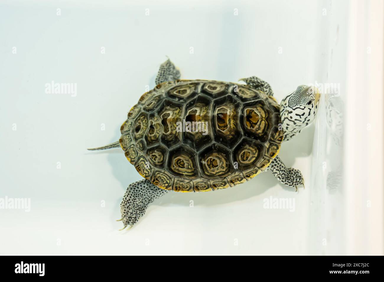 Turtles for raising awaiting sale. It's a popular pet in Thailand Stock ...