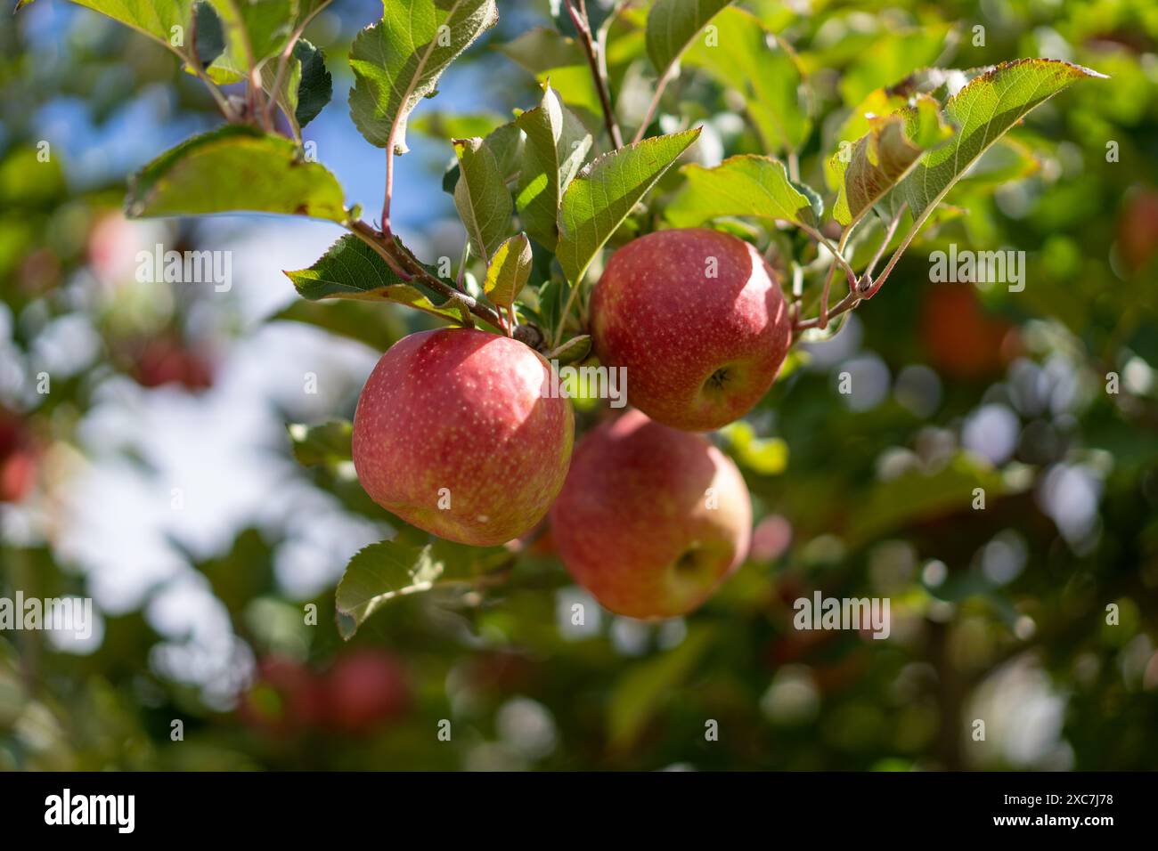 child picking big red and delicious apples on apple farm in autumn ...