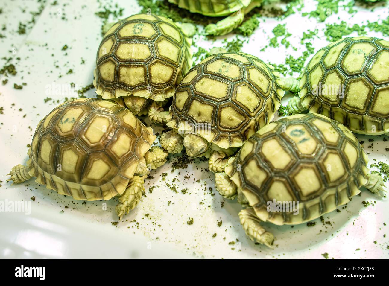 Turtles for raising awaiting sale. It's a popular pet in Thailand Stock ...