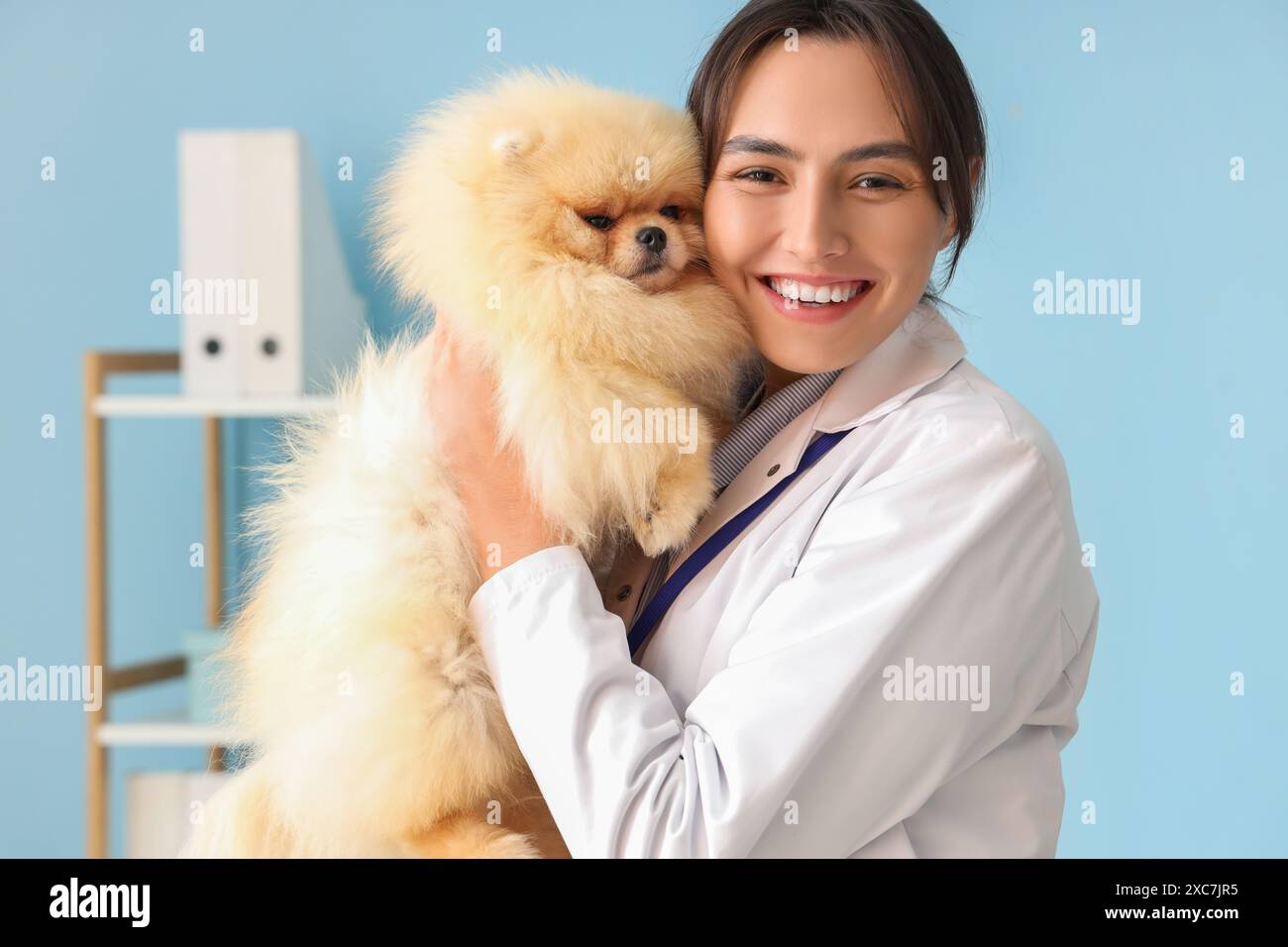 Pomeranian dog in veterinary clinic hi-res stock photography and images ...