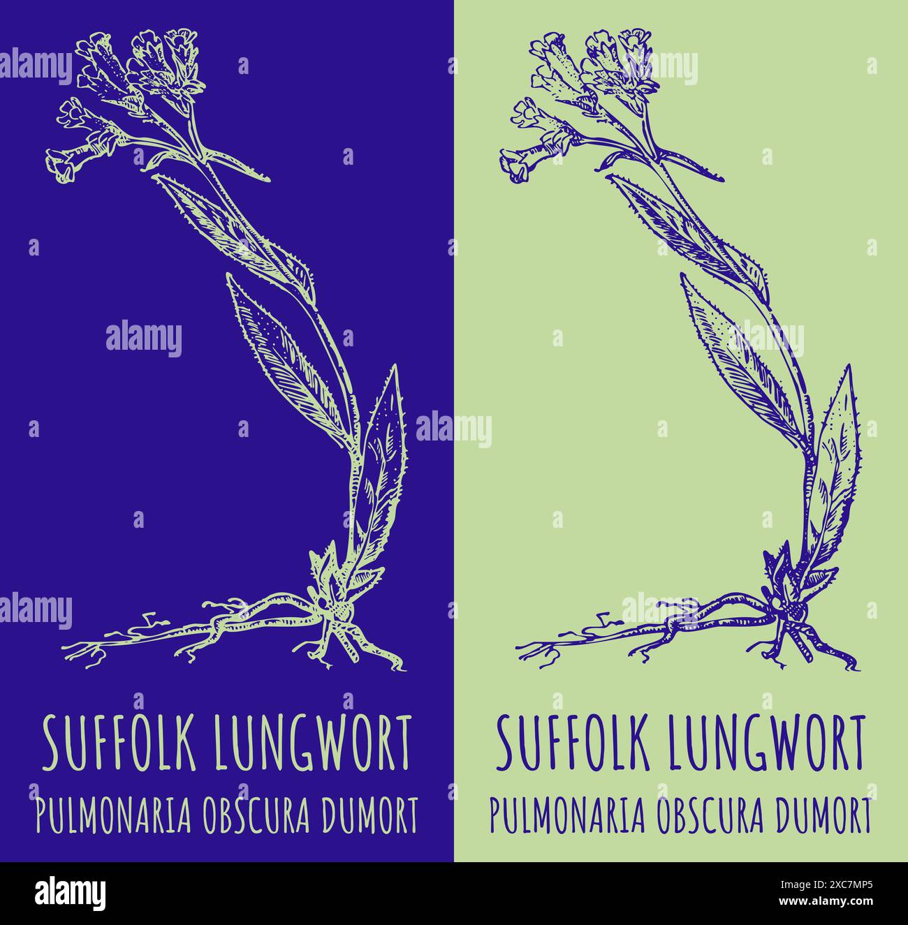 Vector drawings SUFFOLK LUNGWORT. Hand drawn illustration. Latin name ...