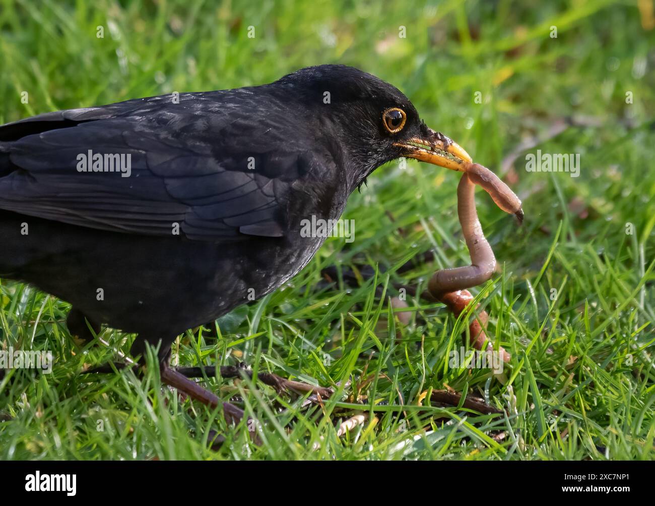 Worm in the beak hi-res stock photography and images - Alamy