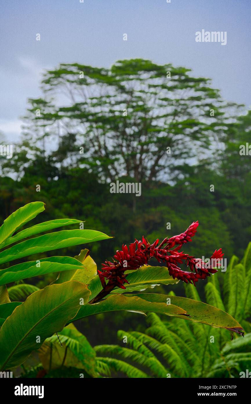 Red ginger plant hi-res stock photography and images - Alamy