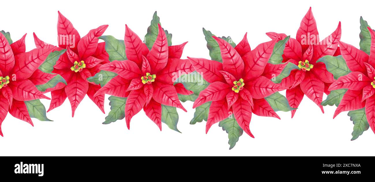 Christmas border of poinsettia flowers. Watercolor illustration. Hand ...