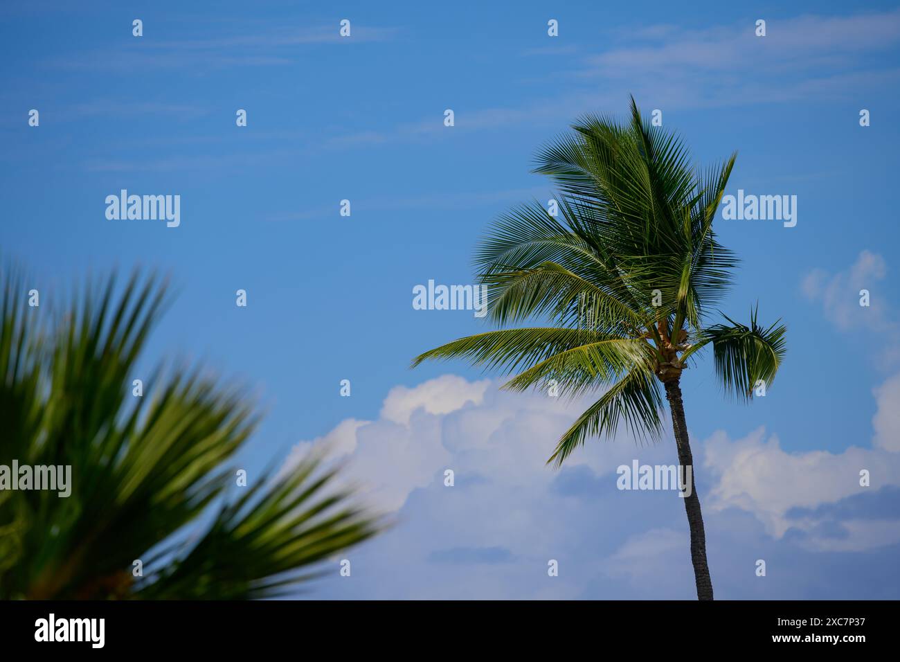 Prime examples of lush tropical folliage Stock Photo - Alamy