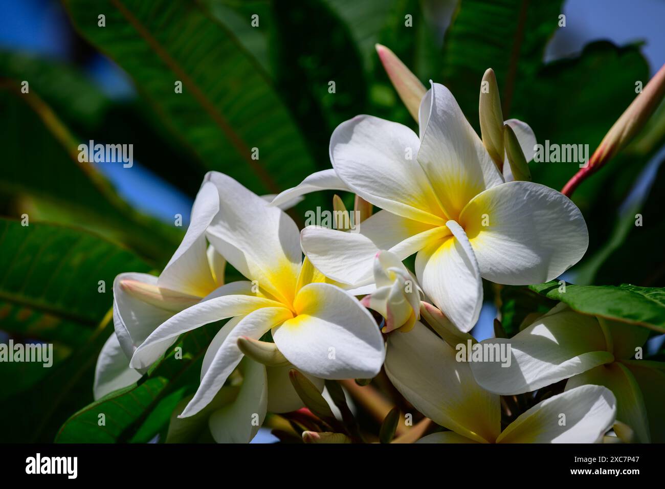 Prime examples of lush tropical folliage Stock Photo - Alamy