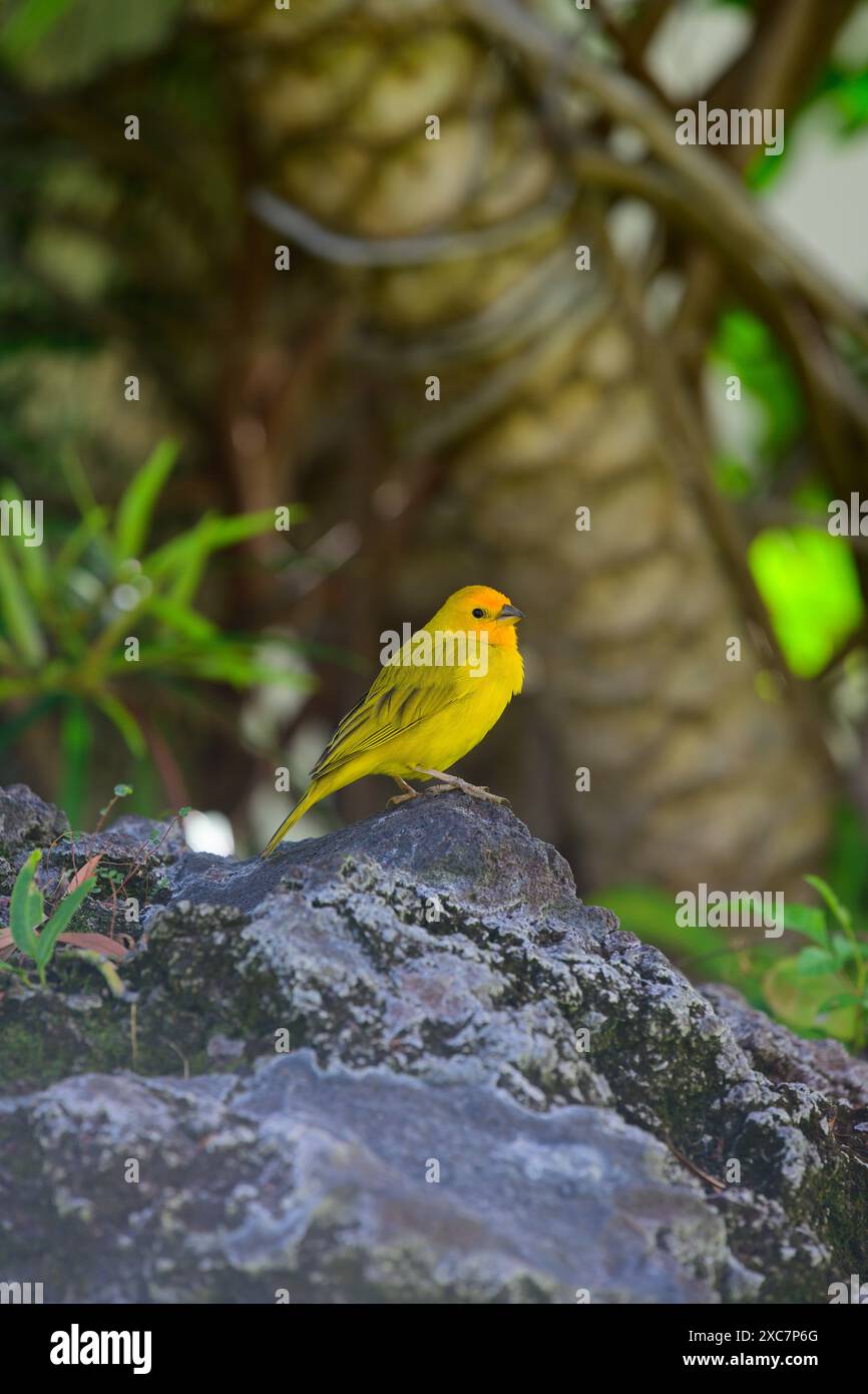 Finch species hi-res stock photography and images - Alamy