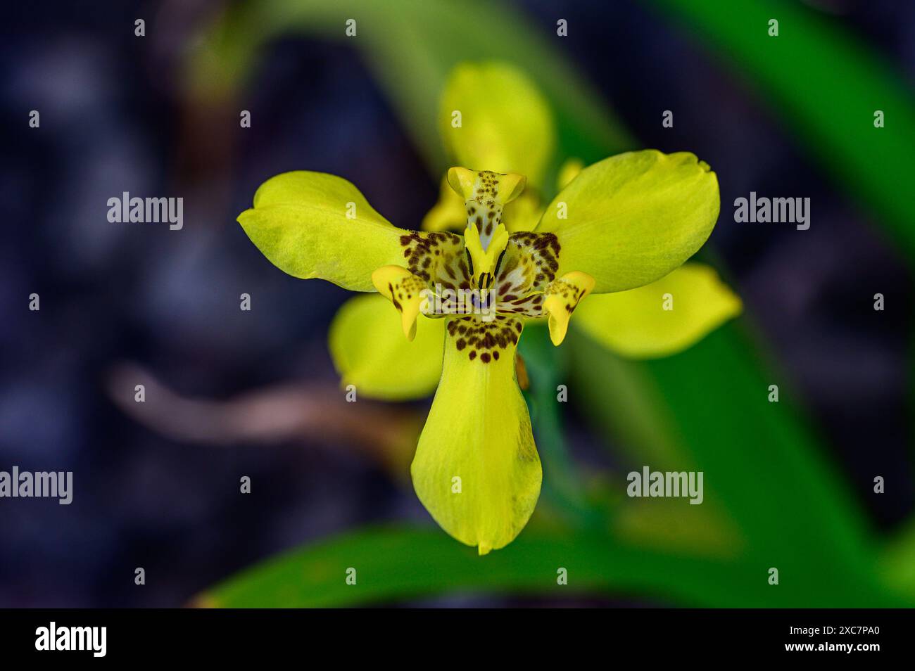 Iris longifolia hi-res stock photography and images - Alamy