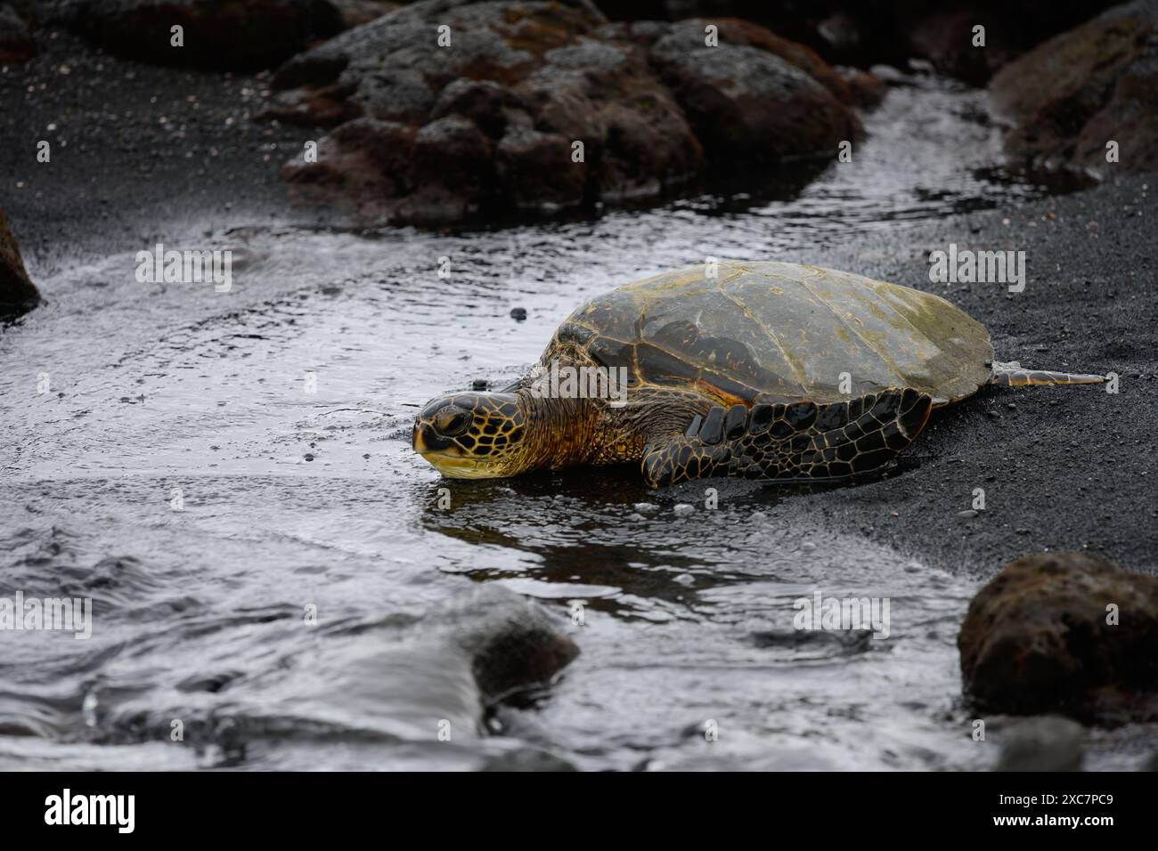 Green sea turtles on the Hawaiian cost Stock Photo - Alamy