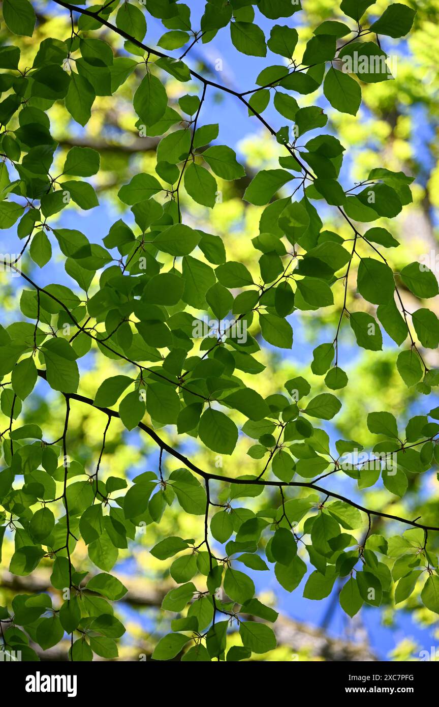 Green leaves in the forest. Lush foliage in the sunlight. Beautiful ...