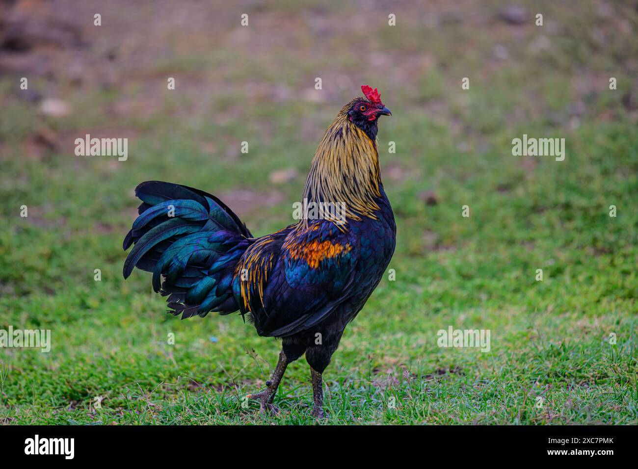 Colorful chicken rooster hi-res stock photography and images - Alamy