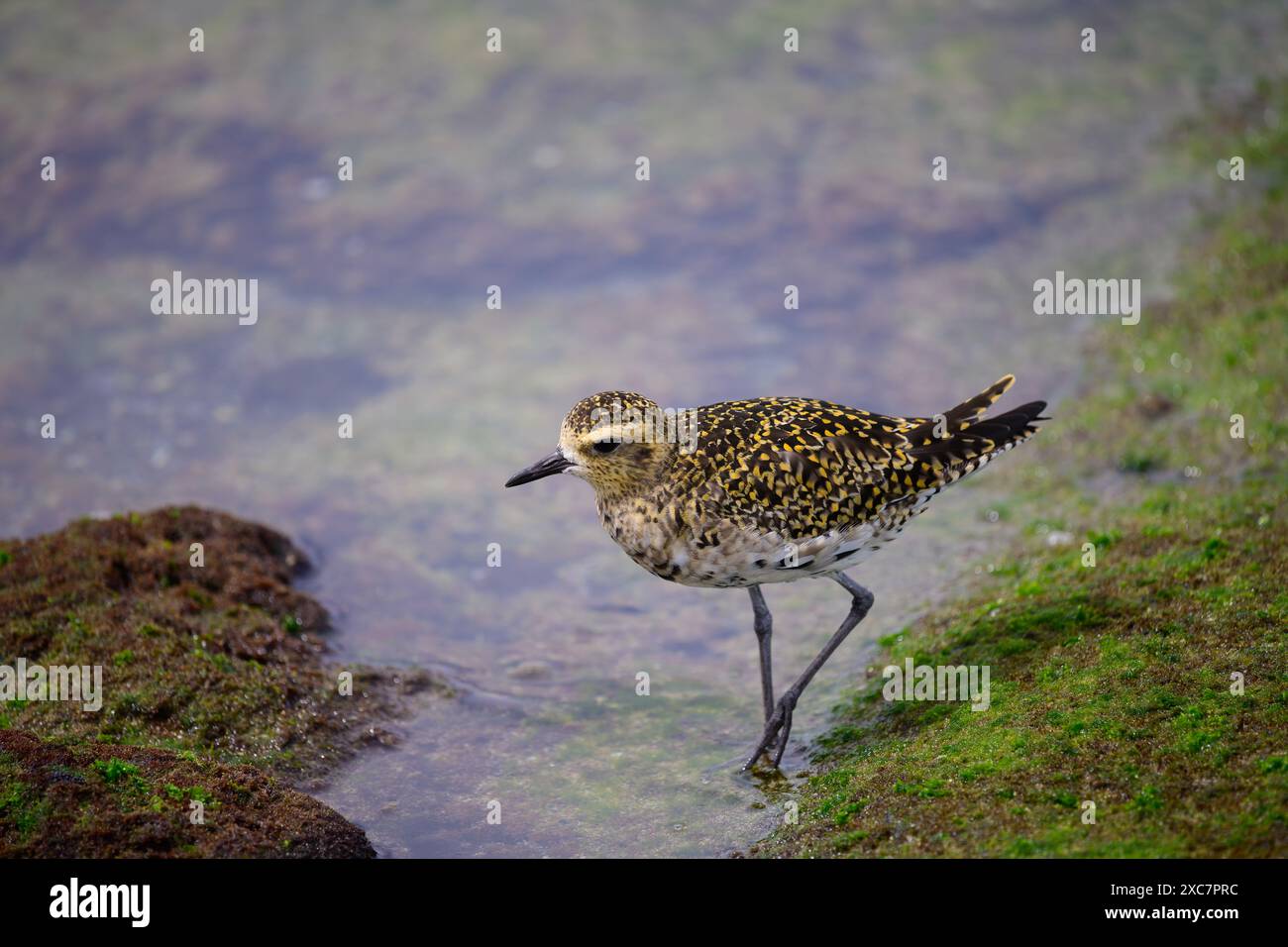 A fine example of a Pacific Golden Plover Stock Photo - Alamy