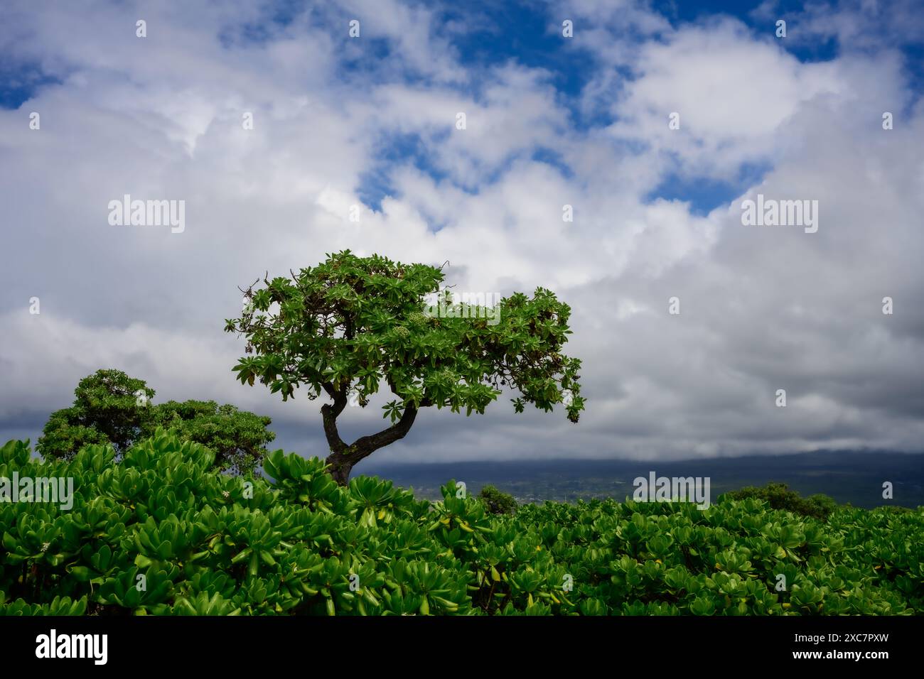 Hawaiian cape hi-res stock photography and images - Alamy