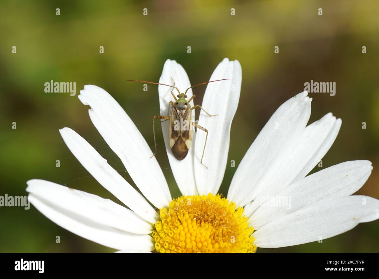 Close up Lucerne bug, alfalfa plant bug, Adelphocoris lineolatus ...