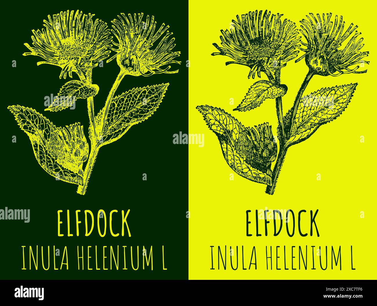 Inula helenium botanical illustration Stock Vector Images - Alamy