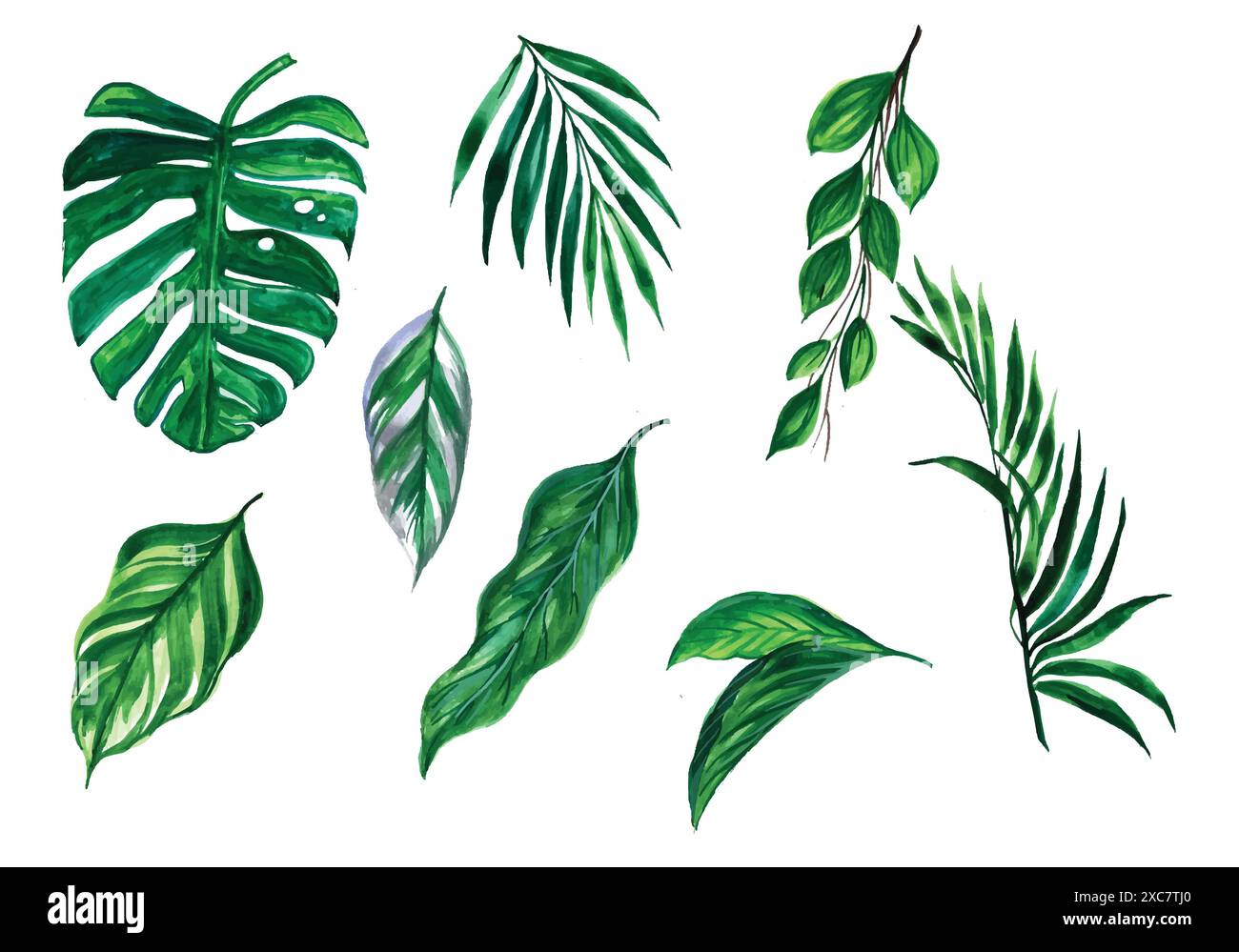 Beautiful green tropical leaves set design Stock Vector Image & Art - Alamy