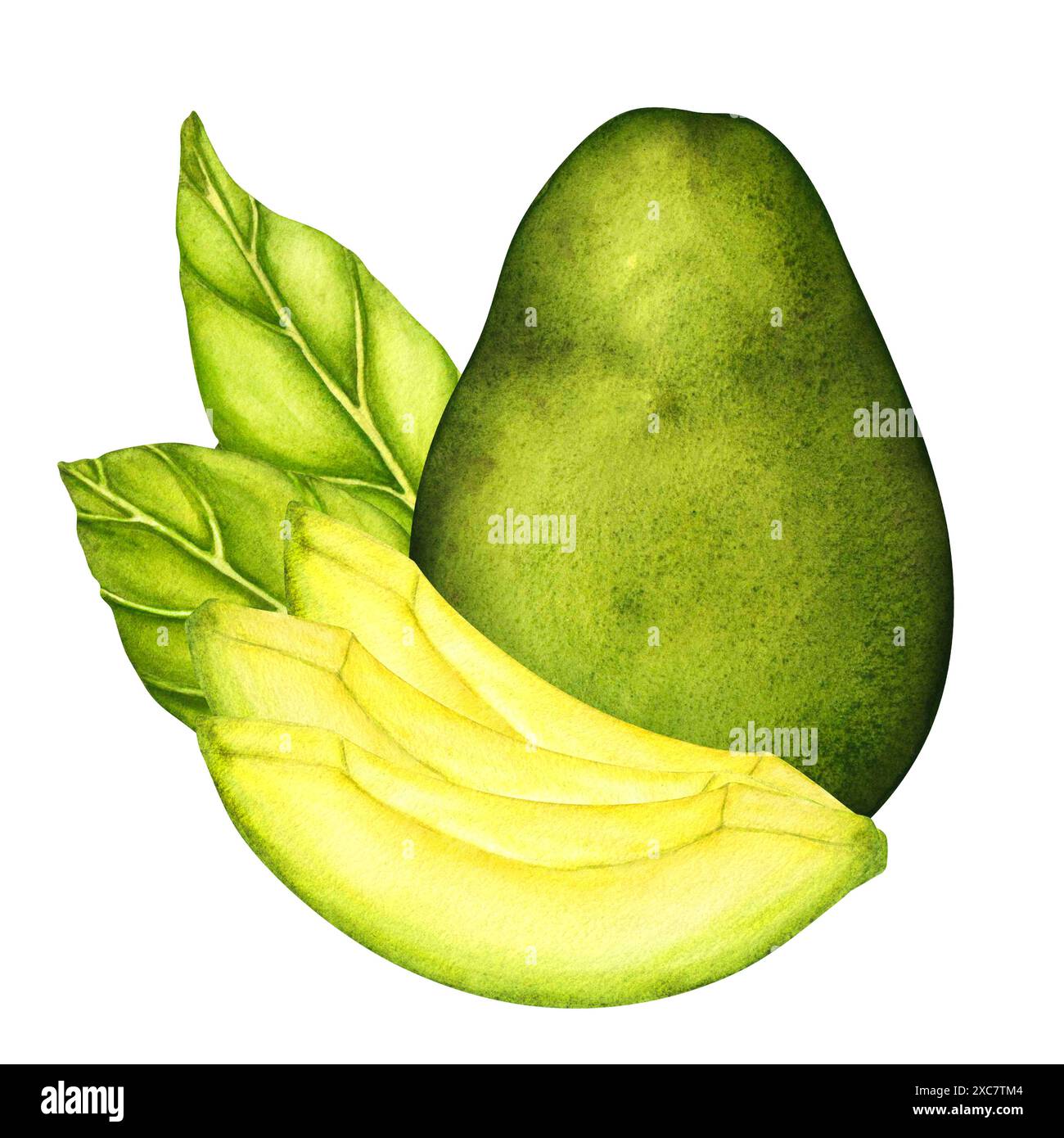 Avocado. Fruit half with seed core, sliced pieces, green leaves ...