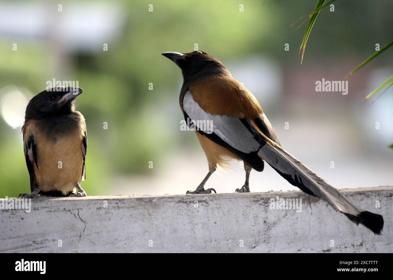 Treepie with long tail hi-res stock photography and images - Alamy