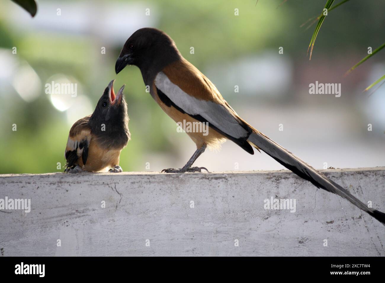 Treepie with long tail hi-res stock photography and images - Alamy