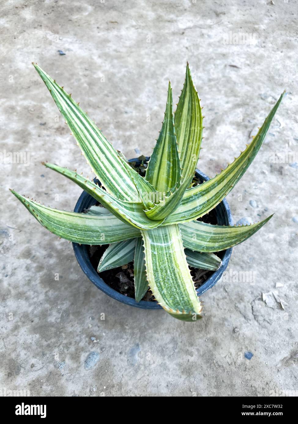 Variegated Aloe vera plant in a pot. Top view Stock Photo - Alamy