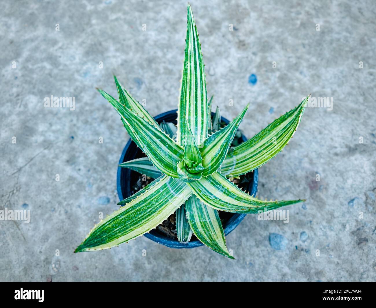 Variegated aloe vera plant in hi-res stock photography and images - Alamy