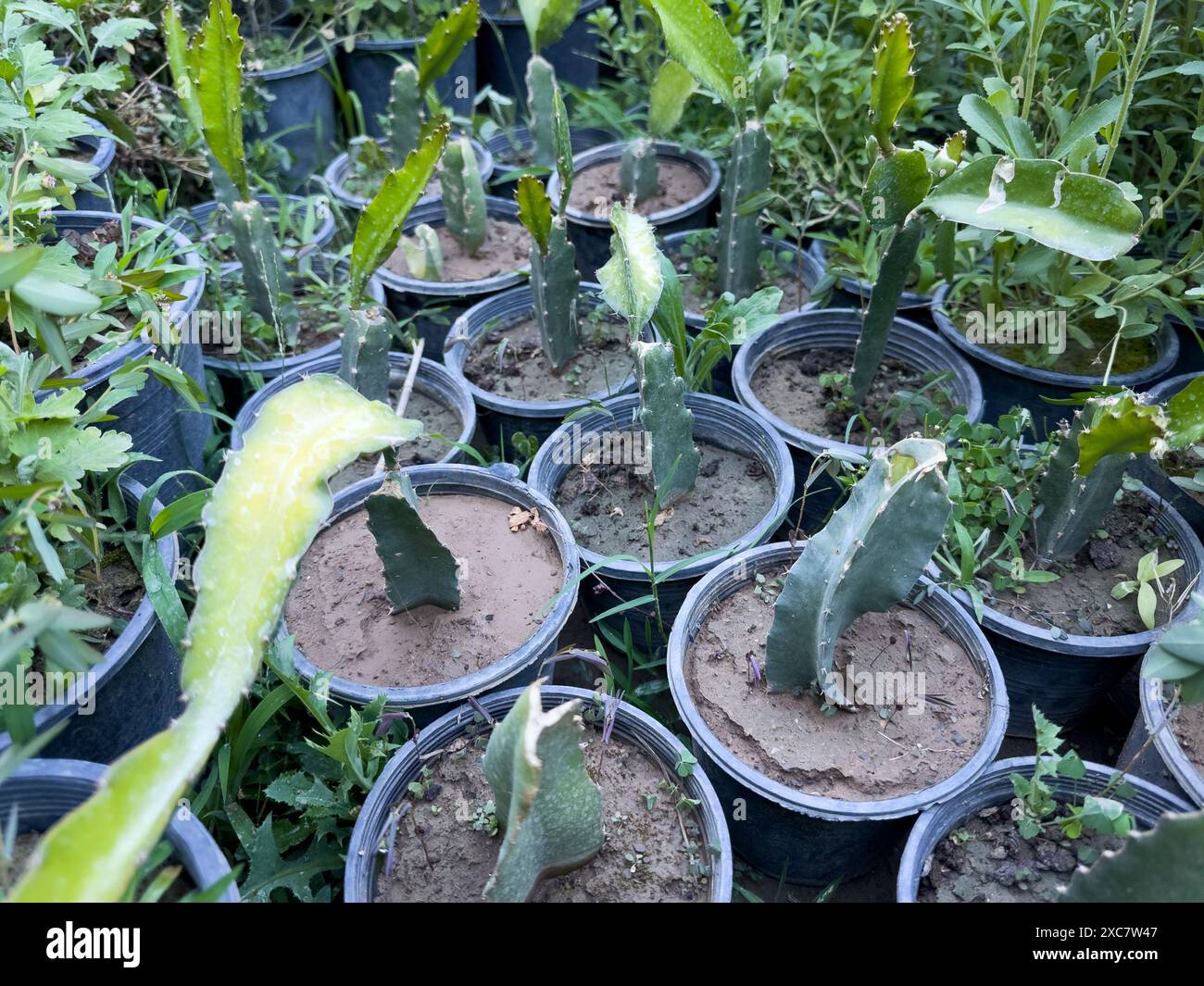 Dragon fruit plants which was grown from branch cuttings Stock Photo ...