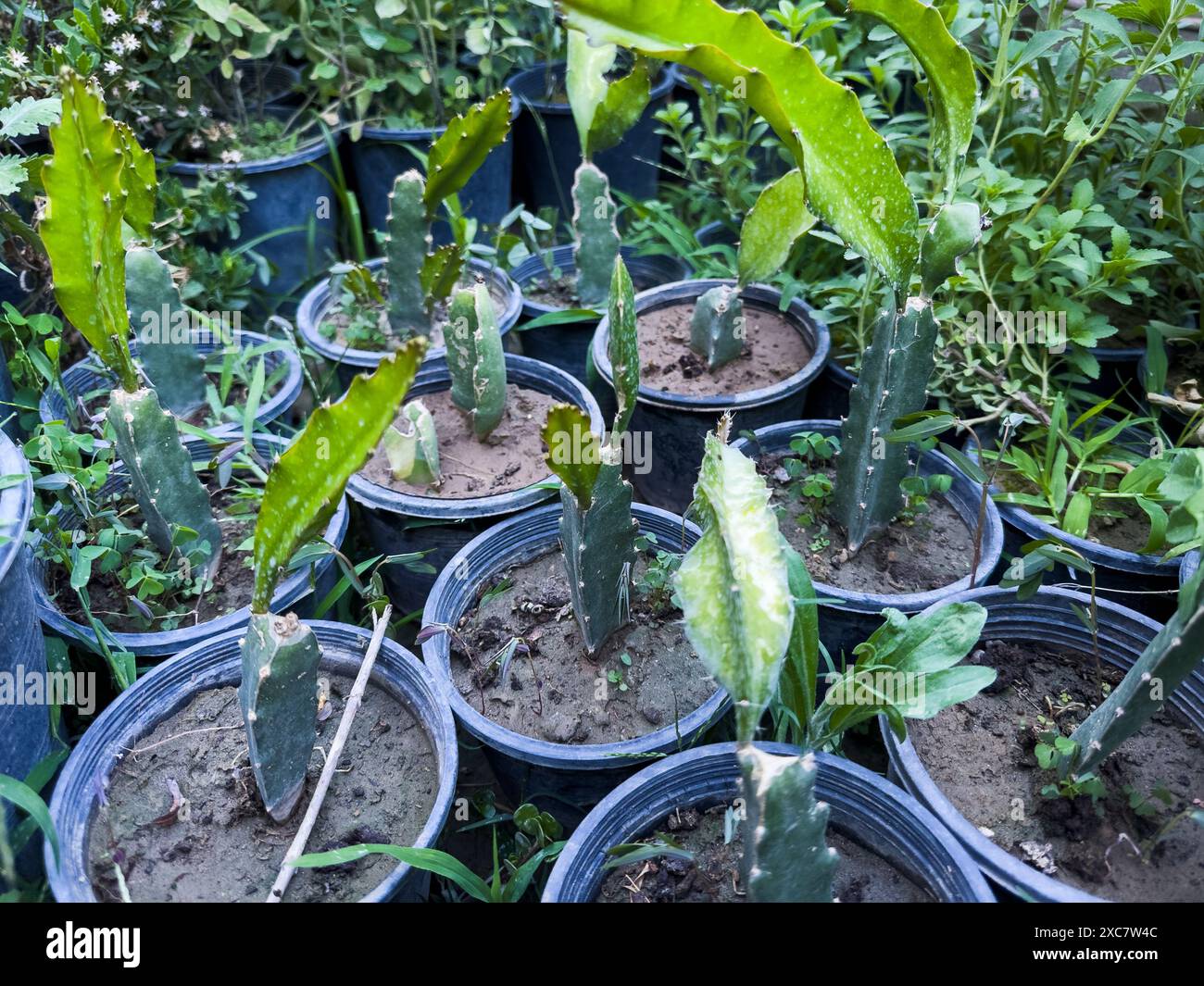 Dragon fruit plants seedlings in a plastic nursery pots Stock Photo - Alamy