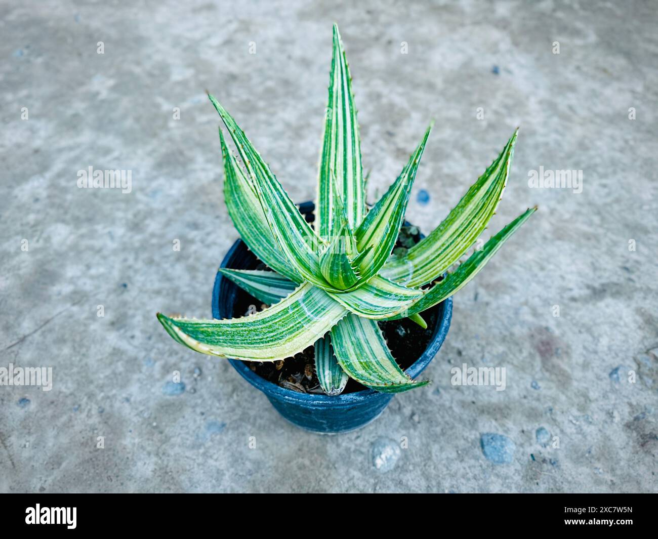 Striped aloe vera hi-res stock photography and images - Alamy