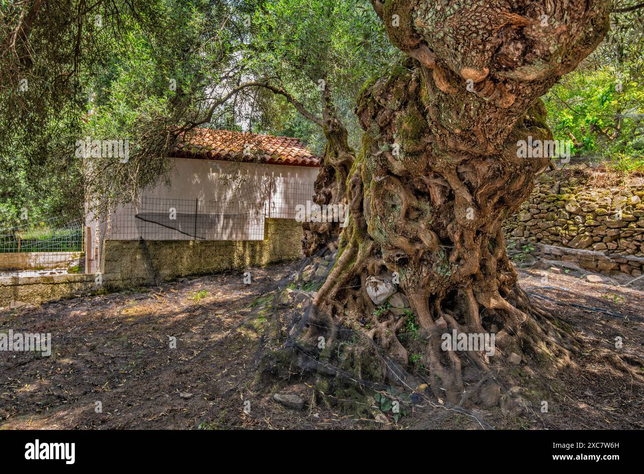 Ancient olive tree at Agia Anna Church near village of Anisaraki and ...