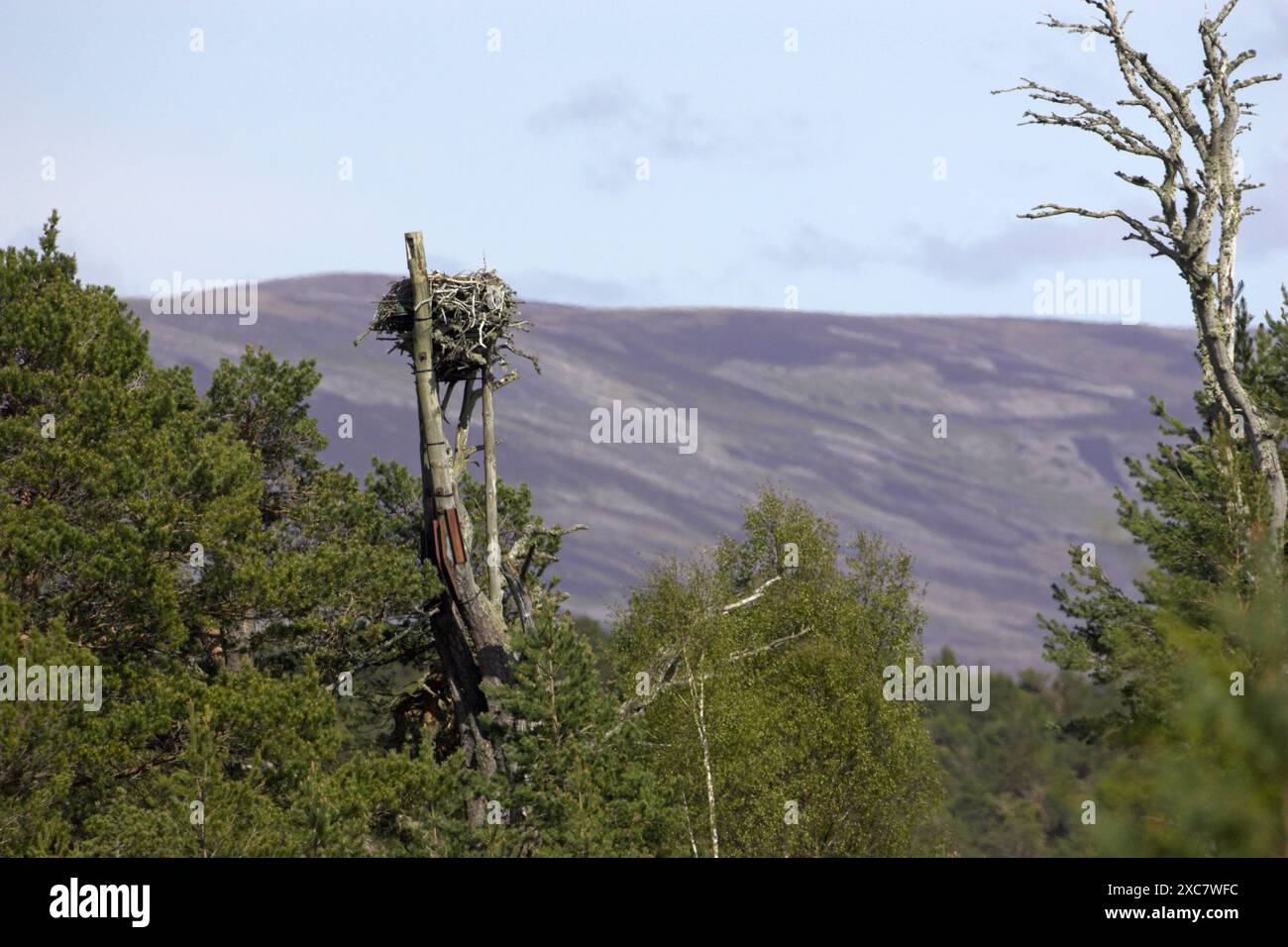 Osprey Pandion haliaetus nest at Loch garten RSPB reserve Scotland ...