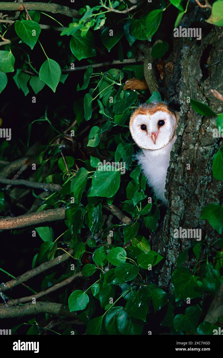Barn owl Tyto alba juvenile looking out of nest site in an oak tree ...