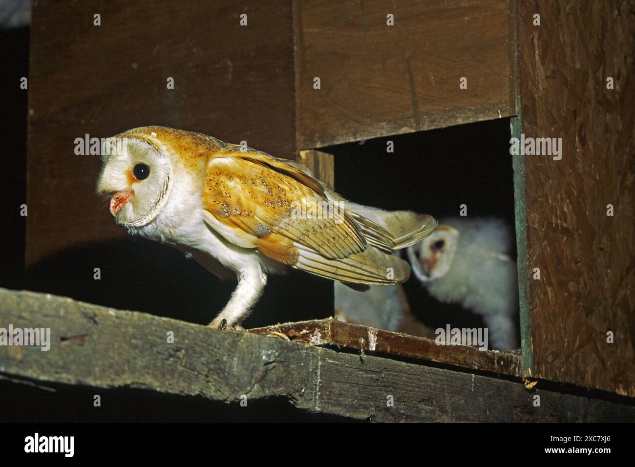Barn owl Tyto alba at nest box in barn Haddenham Cambridge England ...