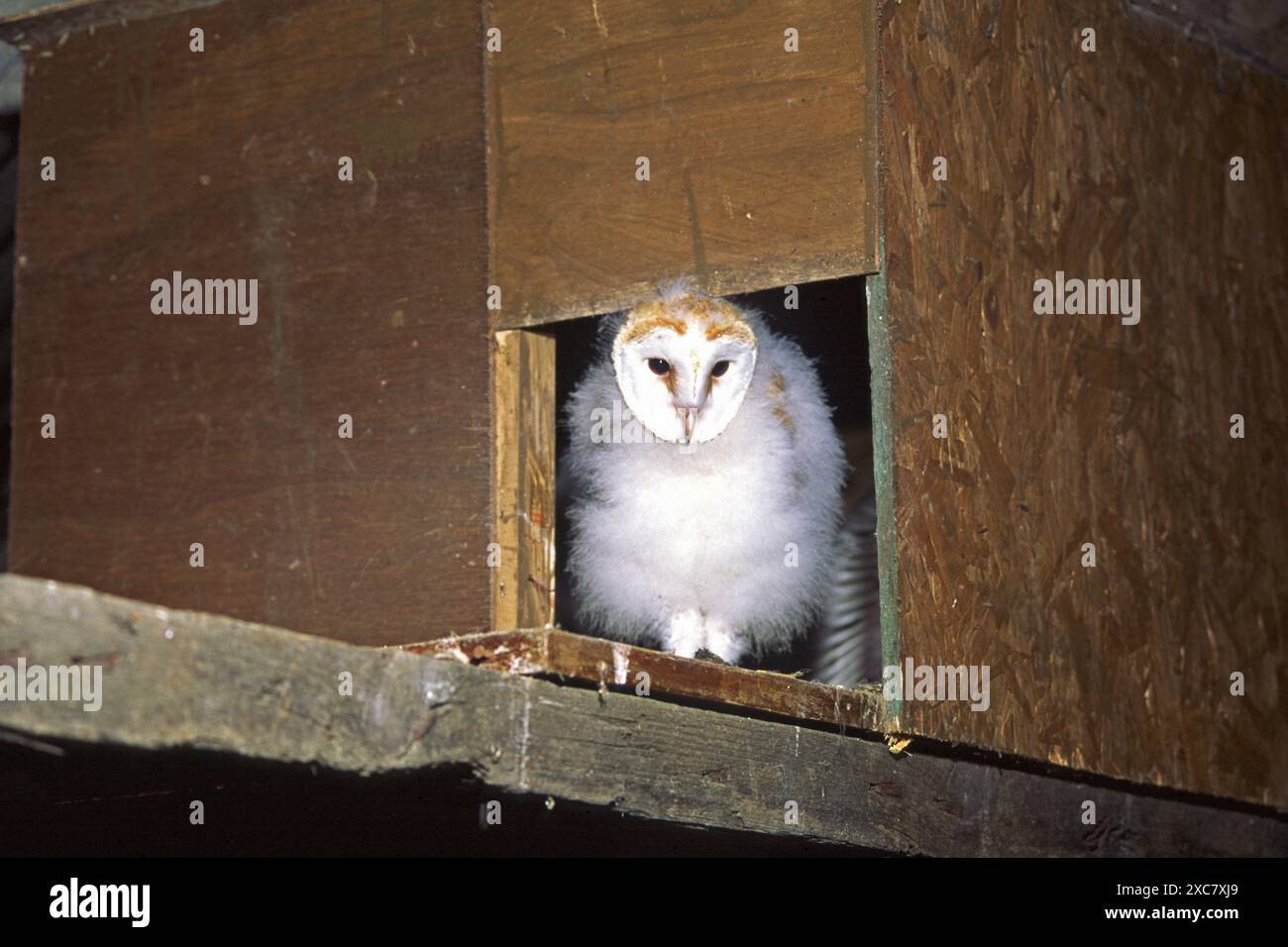 Barn owl Tyto alba at nest box in barn Haddenham Cambridge England ...