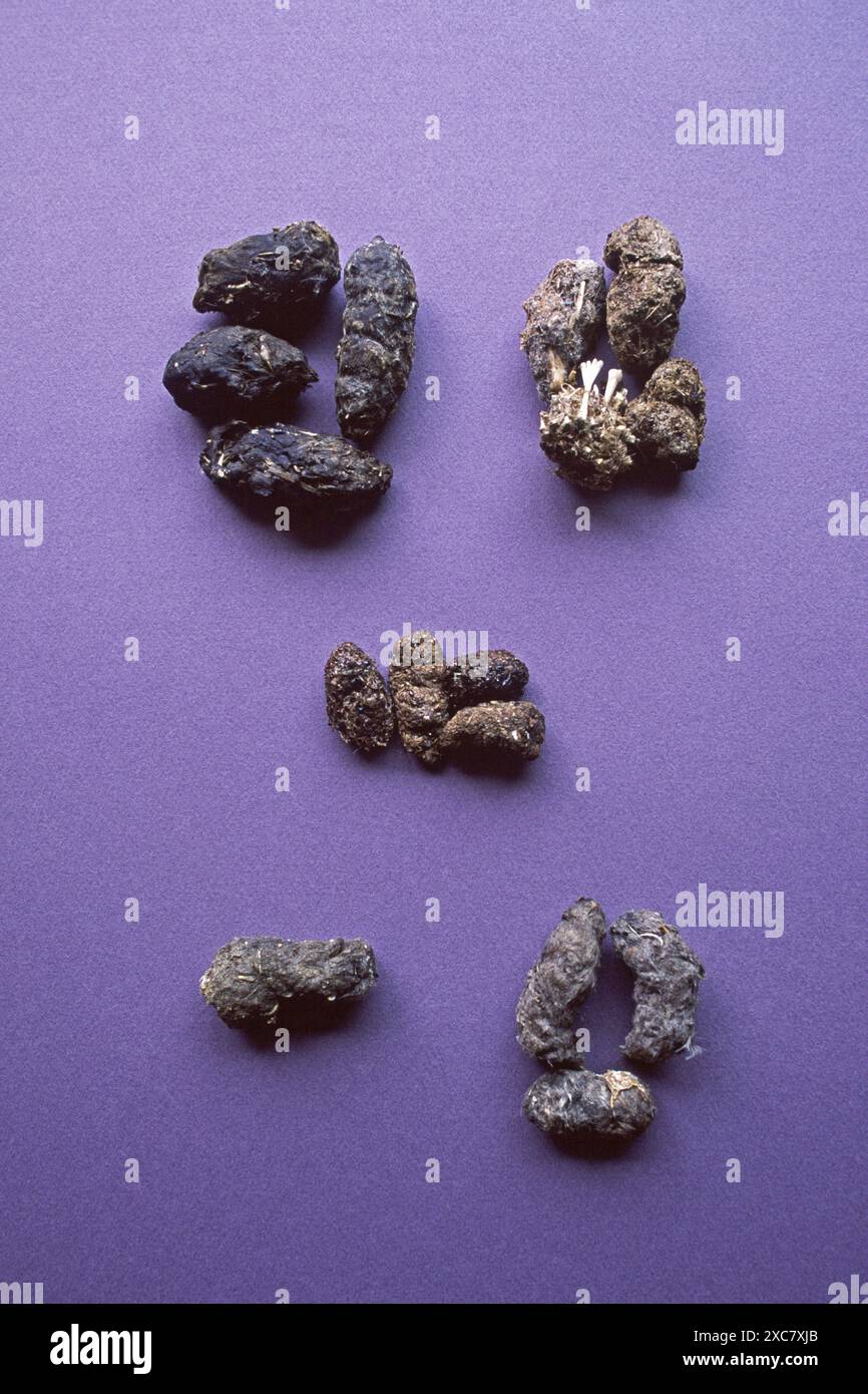 Owl pellets of Barn owl Tyto alba Tawny owl Strix aluco Little owl ...