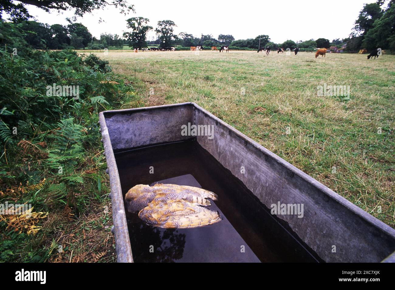 Barn owl Tyto alba drowned in cattle trough England Stock Photo - Alamy