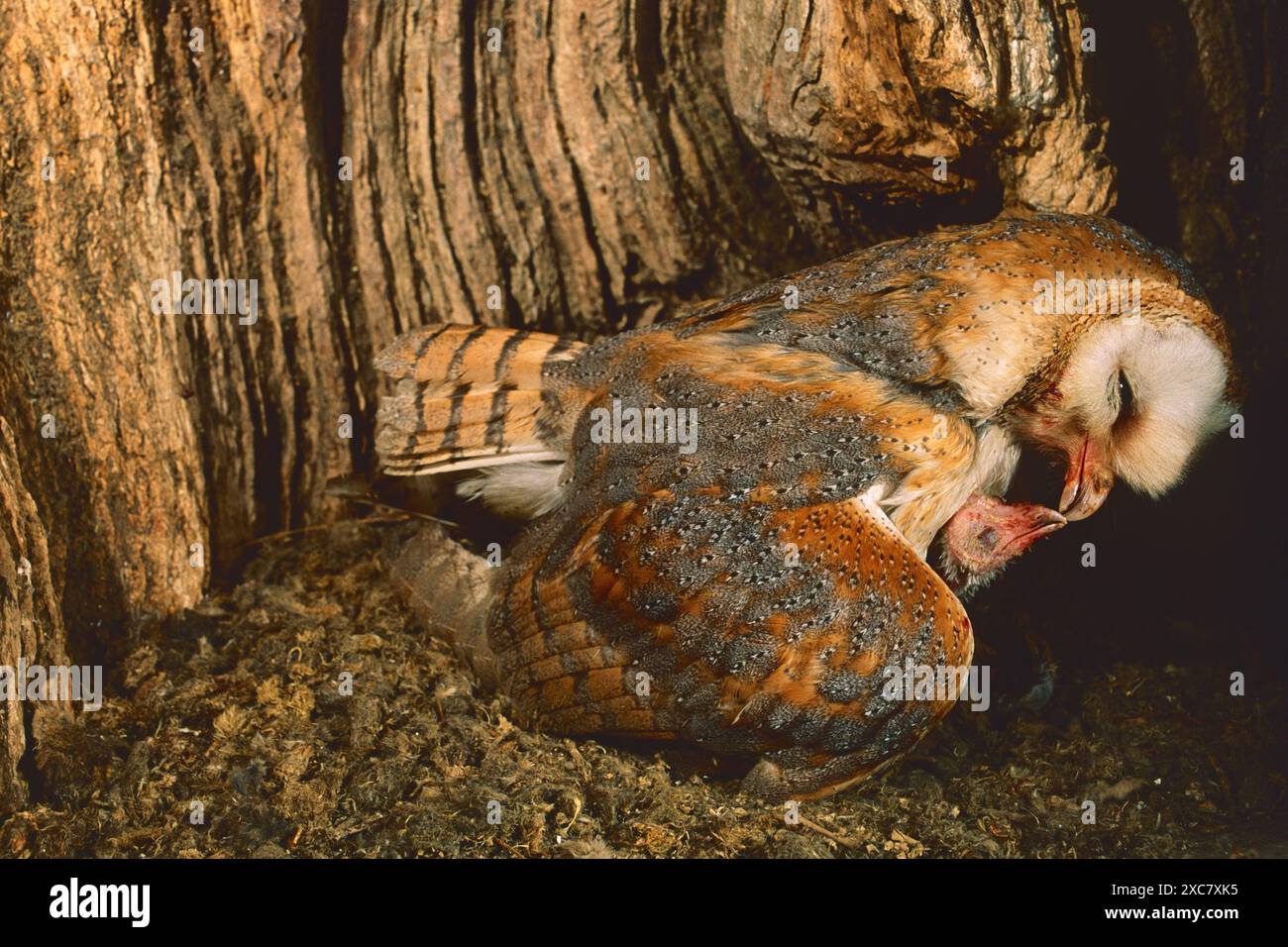 Barn owl Tyto alba [captive], female feeding young inside the nest ...
