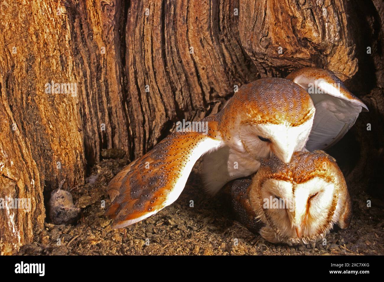 Barn owl Tyto alba pair mating inside nest England Stock Photo - Alamy