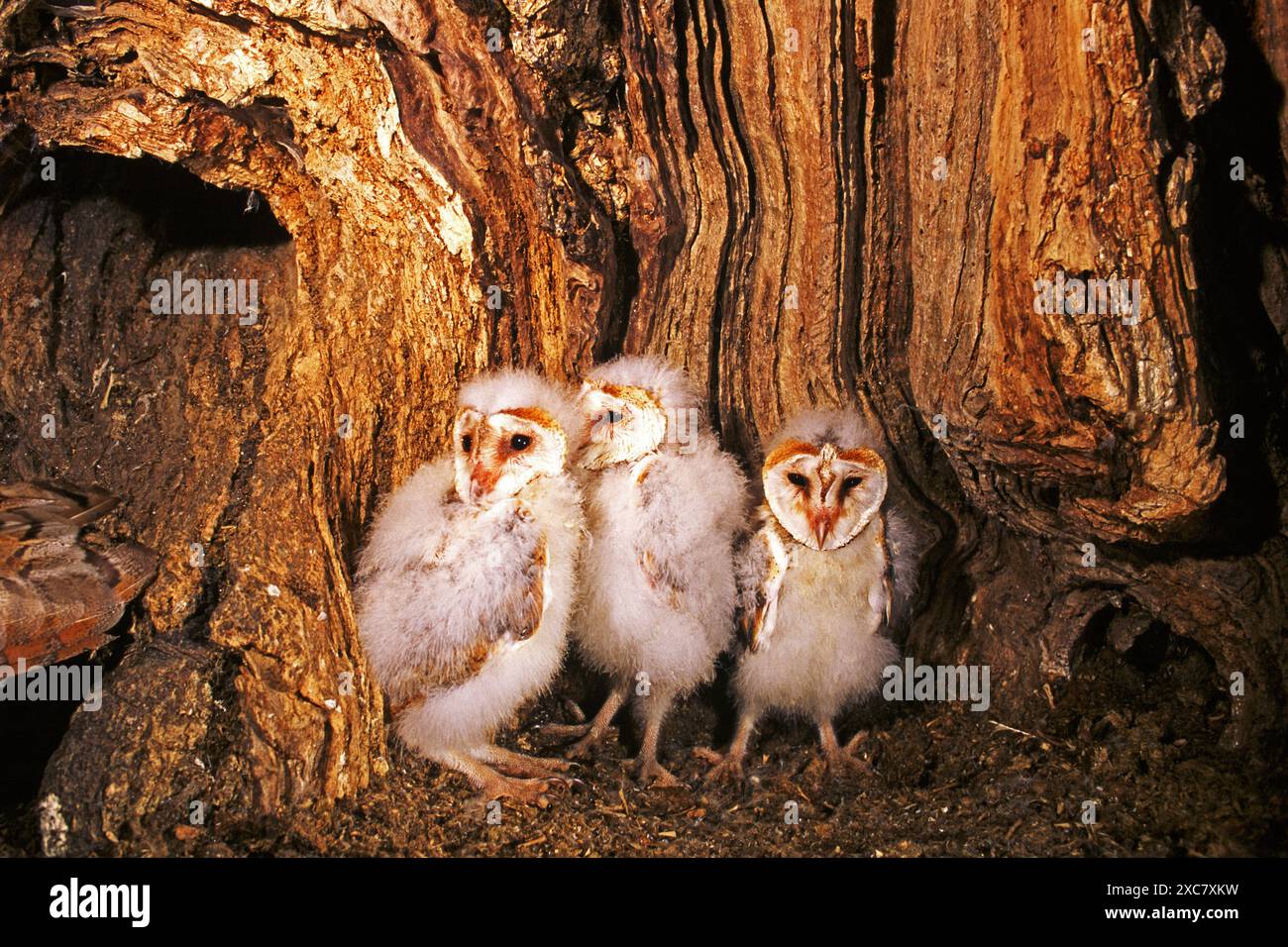 Barn owl Tyto alba three chicks inside nest site in hole in tree ...