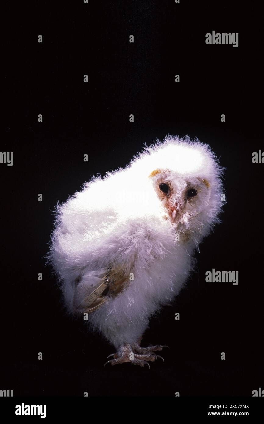 Barn owl Tyto alba chick approximately 7 weeks old England (captive ...