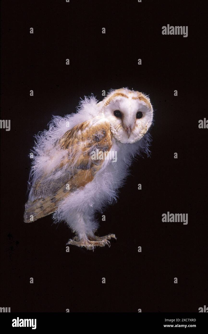 Barn owl Tyto alba chick approximately 9 - 10 weeks old England ...