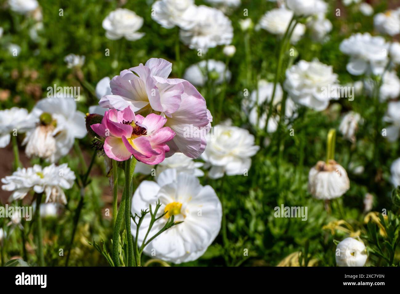 Pale pink ranunculus hi-res stock photography and images - Alamy