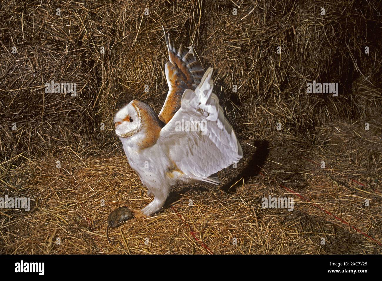Barn owl Tyto alba pouncing on mouse among hay bales England Stock ...