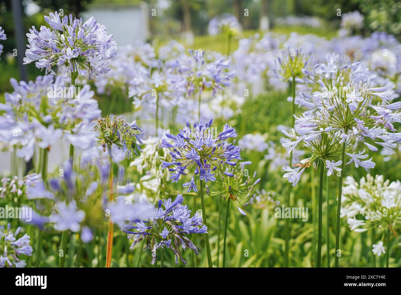 Blue agapanthus or African lily of nile flower is blooming in summer ...